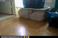 Guest GIFs - Get the best gif on GIFER