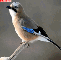 Ramas GIFs - Get the best gif on GIFER