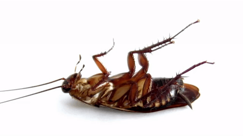Cockroach GIFs - Get the best gif on GIFER