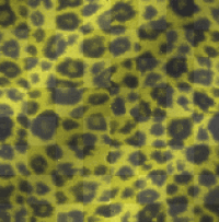 Leopard GIFs - Get the best gif on GIFER