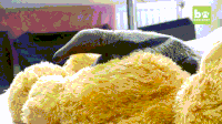 Anteater GIFs - Get the best gif on GIFER