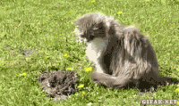 Mole GIFs - Get the best gif on GIFER