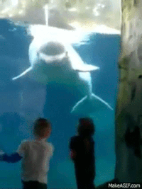 Shift GIFs - Get the best gif on GIFER