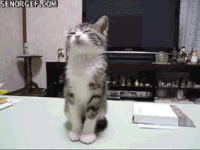 Almost GIFs - Get the best gif on GIFER