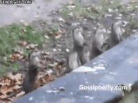 Horde GIFs - Get the best gif on GIFER