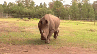 Animal GIFs - Get the best gif on GIFER