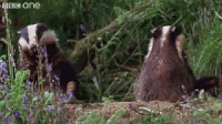 Badger GIFs - Get the best gif on GIFER