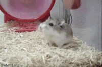 Wildfires GIFs - Get the best gif on GIFER