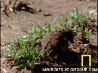 Dung GIFs - Get the best gif on GIFER