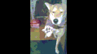 Nonsens GIFs - Get the best gif on GIFER