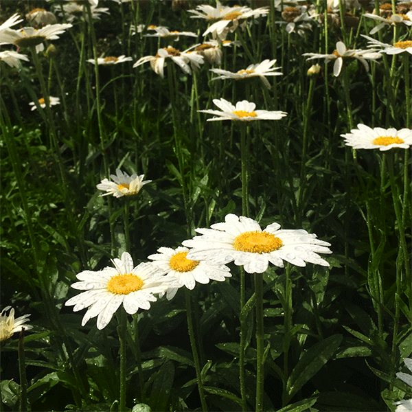 Brooklyn botanic garden GIF - Conseguir o melhor gif em GIFER