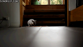 Scamper GIF - Conseguir o melhor gif em GIFER