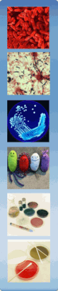 Microbiology GIFs - Get the best gif on GIFER