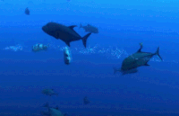 Ocean fish GIFs - Get the best gif on GIFER
