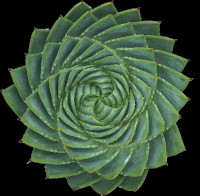 Aloe GIFs - Get the best gif on GIFER