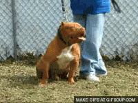 Pitbull GIFs - Get the best gif on GIFER