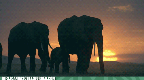 Africa GIFs - Get the best gif on GIFER