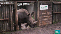 Rhinoceros GIFs - Get the best gif on GIFER