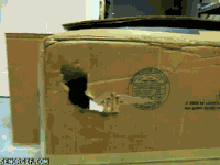 Cardboard GIFs - Get the best gif on GIFER