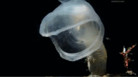 Deep sea bioluminescence GIF - Conseguir o melhor gif em GIFER