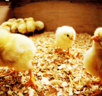 Chickens GIFs - Get the best gif on GIFER