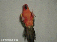 Aves GIFs - Get the best gif on GIFER