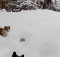 Avalanche GIFs - Get the best gif on GIFER