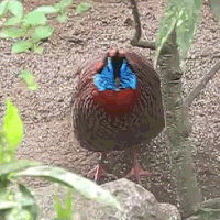 Pheasant GIFs - Get the best gif on GIFER