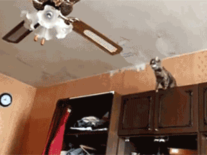 Ceiling fans GIF - Conseguir o melhor gif em GIFER