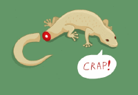 Lizard GIFs - Get the best gif on GIFER