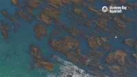 Seaweed GIFs - Get the best gif on GIFER