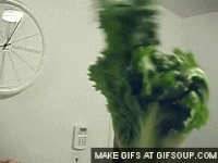 Lettuce GIFs - Get the best gif on GIFER