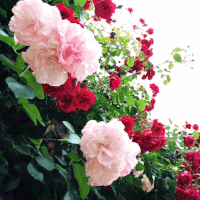 Floral GIFs - Get the best gif on GIFER