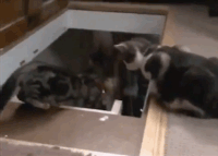 Parenting GIFs - Get the best gif on GIFER