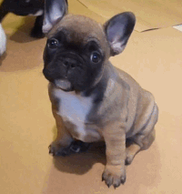 French bulldog GIFs - Get the best gif on GIFER