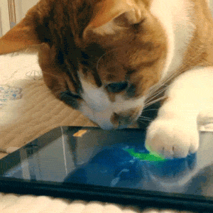 Fisk GIFs - Get the best gif on GIFER