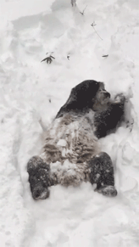 Neige GIFs - Get the best gif on GIFER