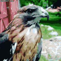 Dull GIFs - Get the best gif on GIFER