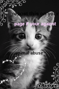 Rabid GIFs - Get the best gif on GIFER