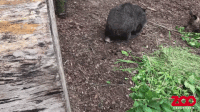 Wombat GIFs - Get the best gif on GIFER
