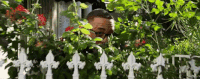 Bush GIFs - Get the best gif on GIFER