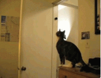 Cat jumping GIFs - Get the best gif on GIFER