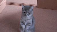 Begs GIFs - Get the best gif on GIFER