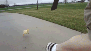 Quacking гифки, анимированные GIF изображения quacking - скачать гиф ...