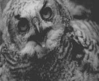 Uhu GIFs - Get the best gif on GIFER