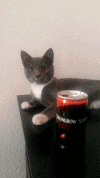 Roulette GIFs - Get the best gif on GIFER