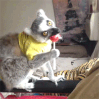 Primate GIFs - Get the best gif on GIFER