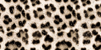 Leopard GIFs - Get the best gif on GIFER