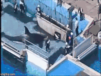 Seaworld GIFs - Get the best gif on GIFER
