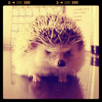 Hedgehog GIFs - Get the best gif on GIFER